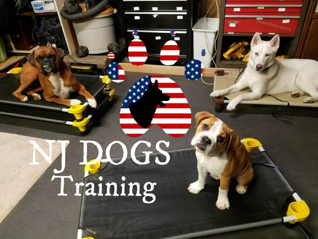 Basic Obedience | NJ D.O.G.S. Training Center
